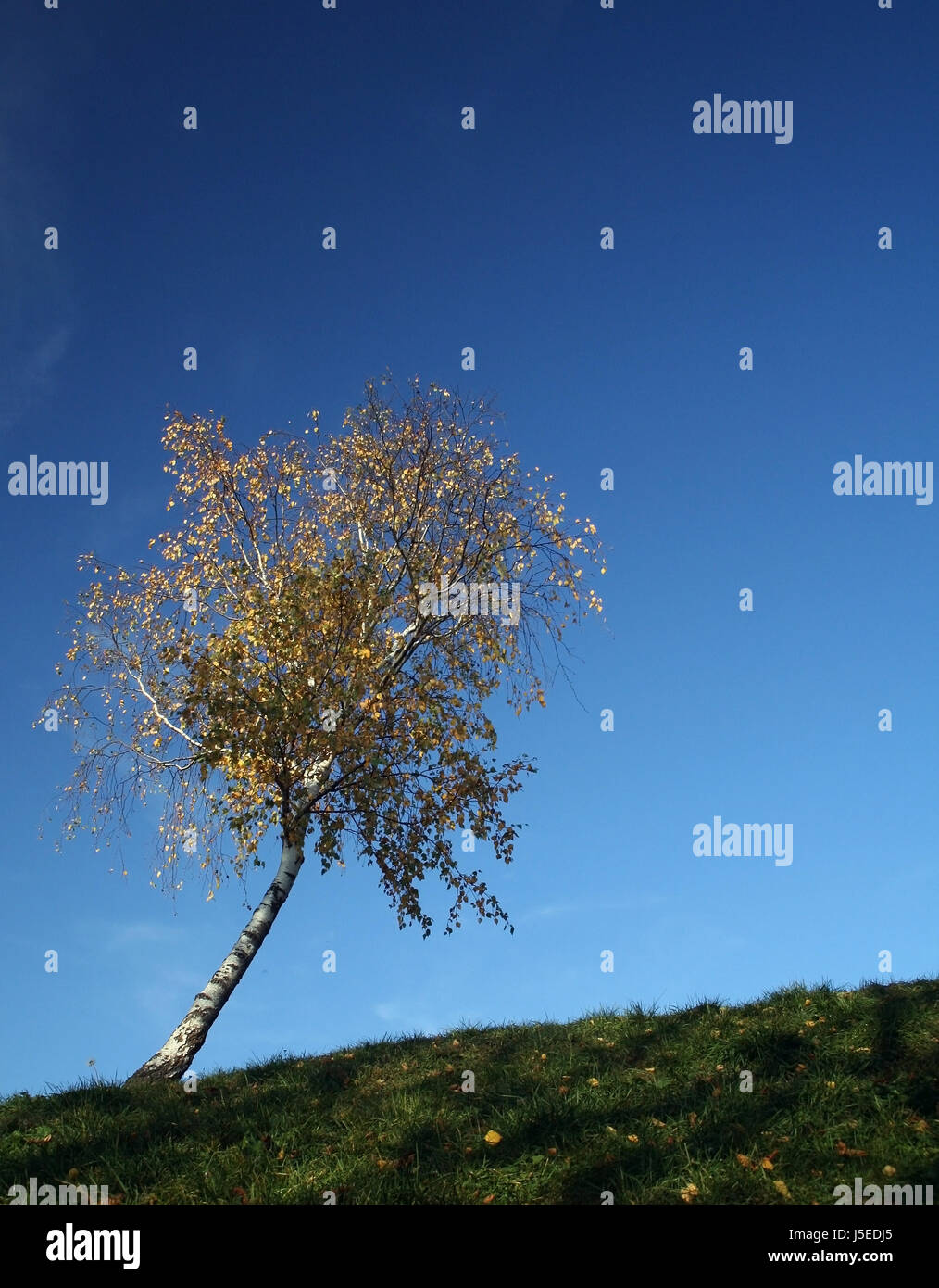 Bent birch hi-res stock photography and images - Alamy