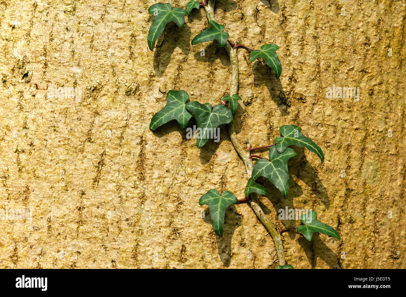 leaf tree garden green trunk leaves flora climbing plant evergreen ...