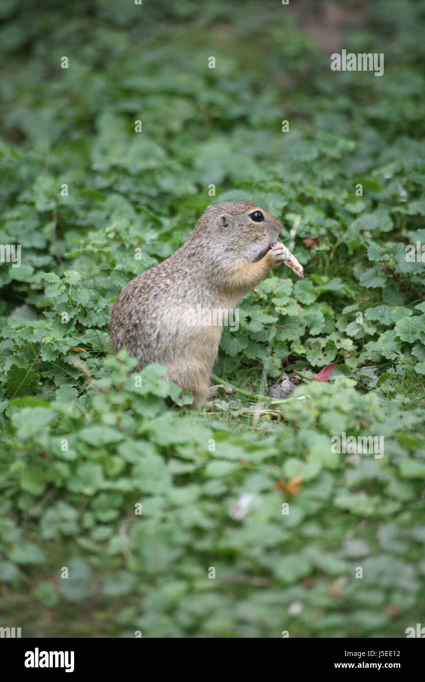 Europisches ziesel hi-res stock photography and images - Alamy