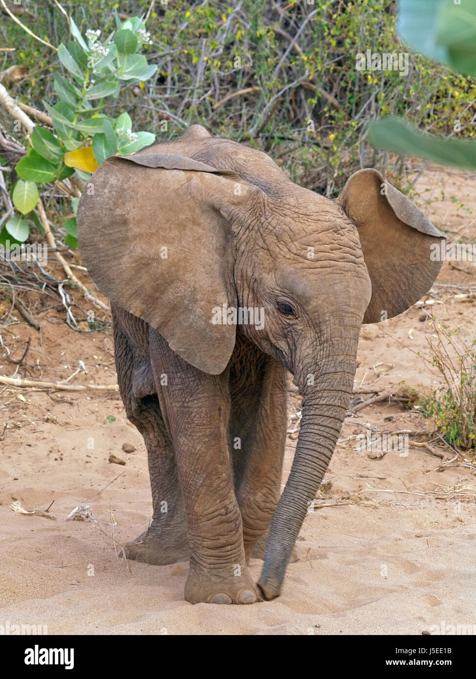 Dumbo ear hi-res stock photography and images - Alamy