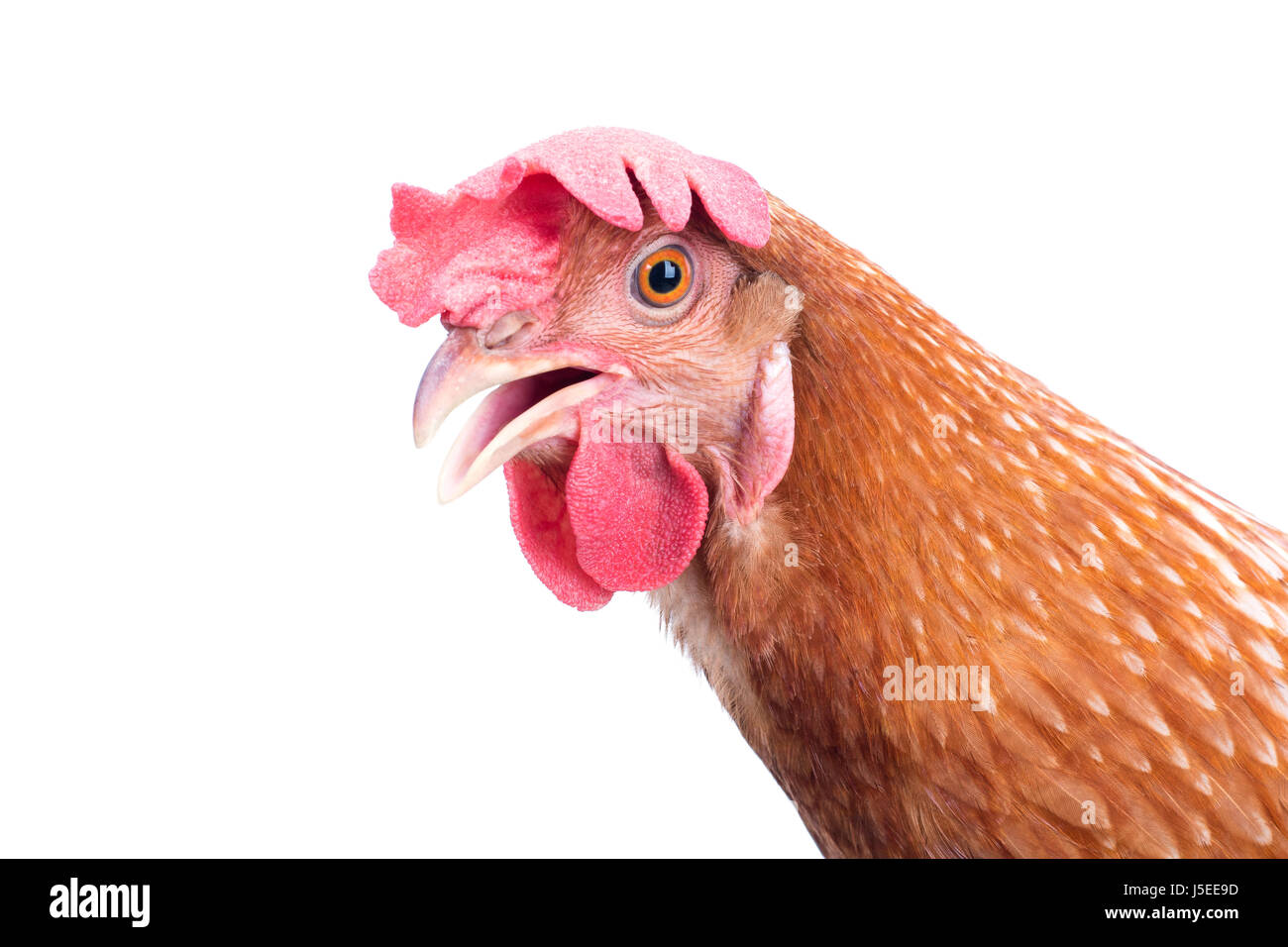 close up side view of beautiful brown female chicken hen isolated white ...