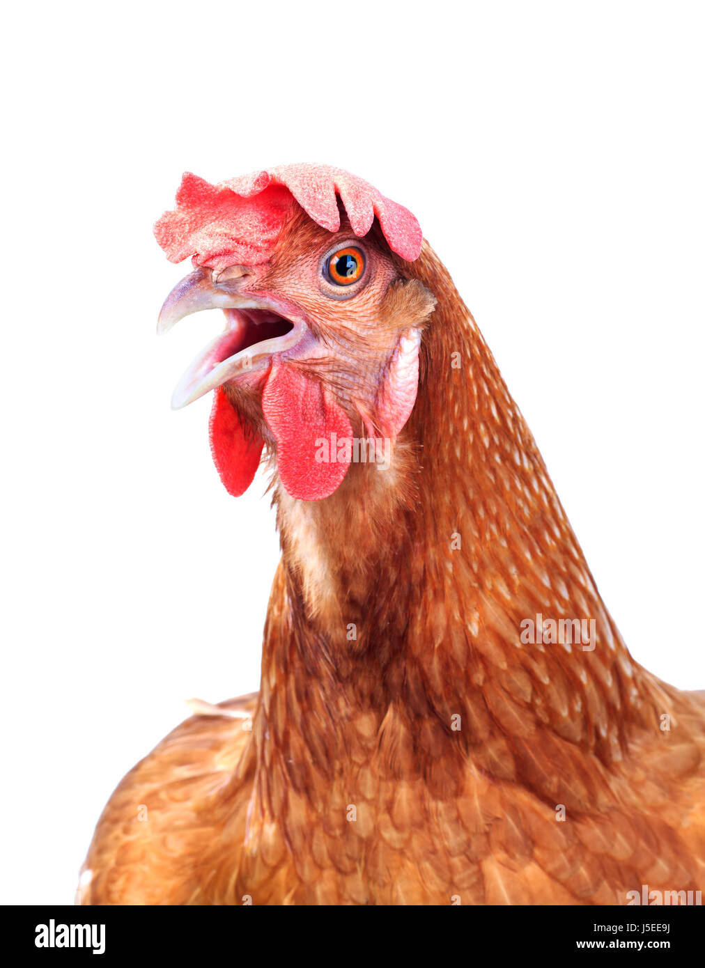 head of chicken hen shock and funny surprising isolated white ...