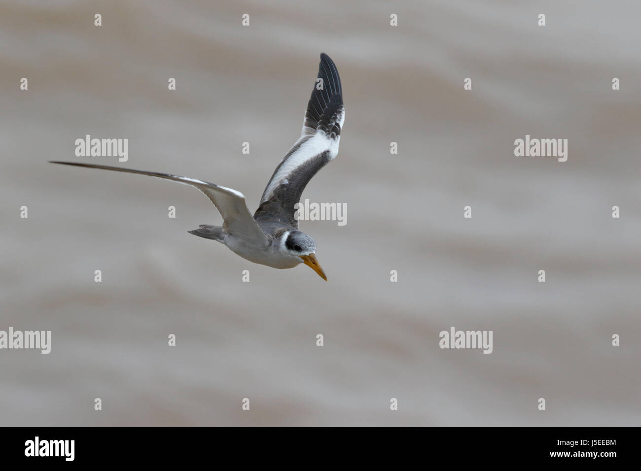 Flying over amazon river hi-res stock photography and images - Alamy