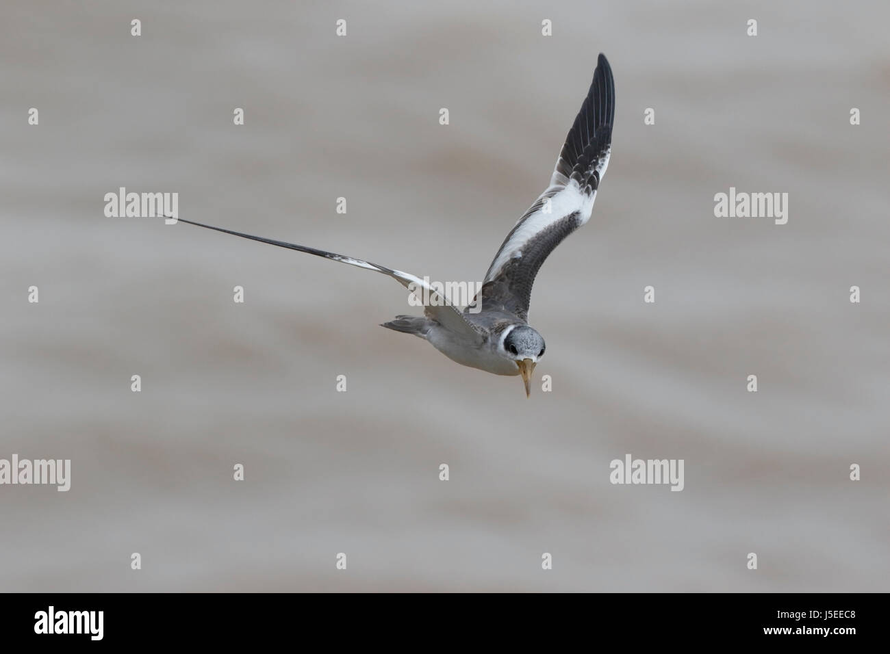 large-billed tern (Phaetusa simplex) adult flying over river Amazon ...