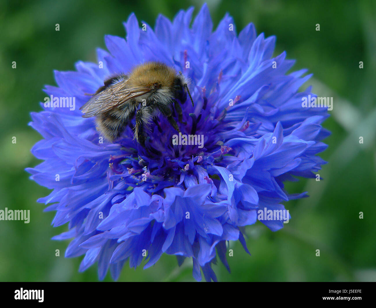 blue insect bumblebee bloom blossom flourish flourishing summer ...
