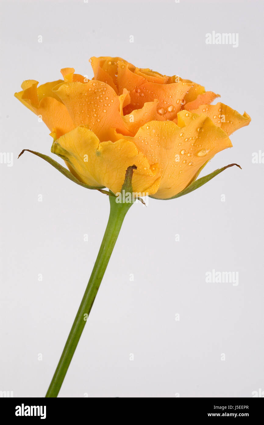 single yellow rose Stock Photo - Alamy