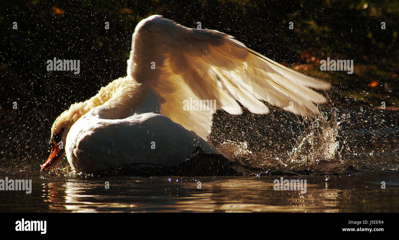 motion postponement moving movement animal bird animals swans swan ...