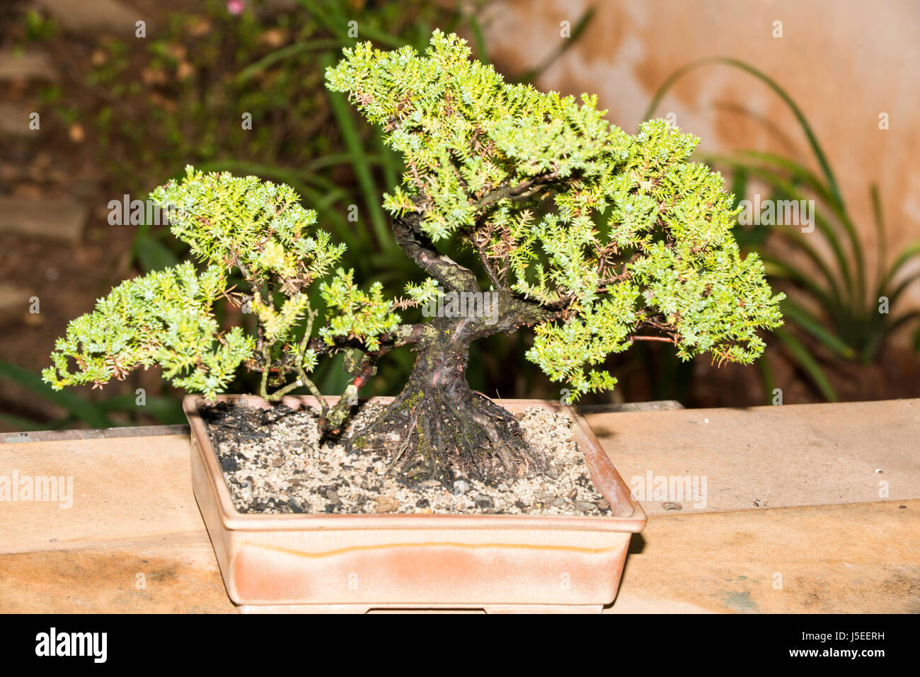 Decorated bonsai tree hi-res stock photography and images - Alamy
