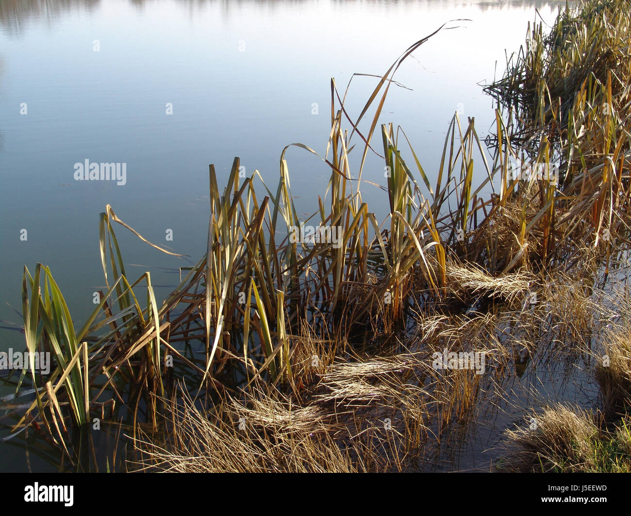 waters reed counter-light morass aquatic plant fresh water pond water ...