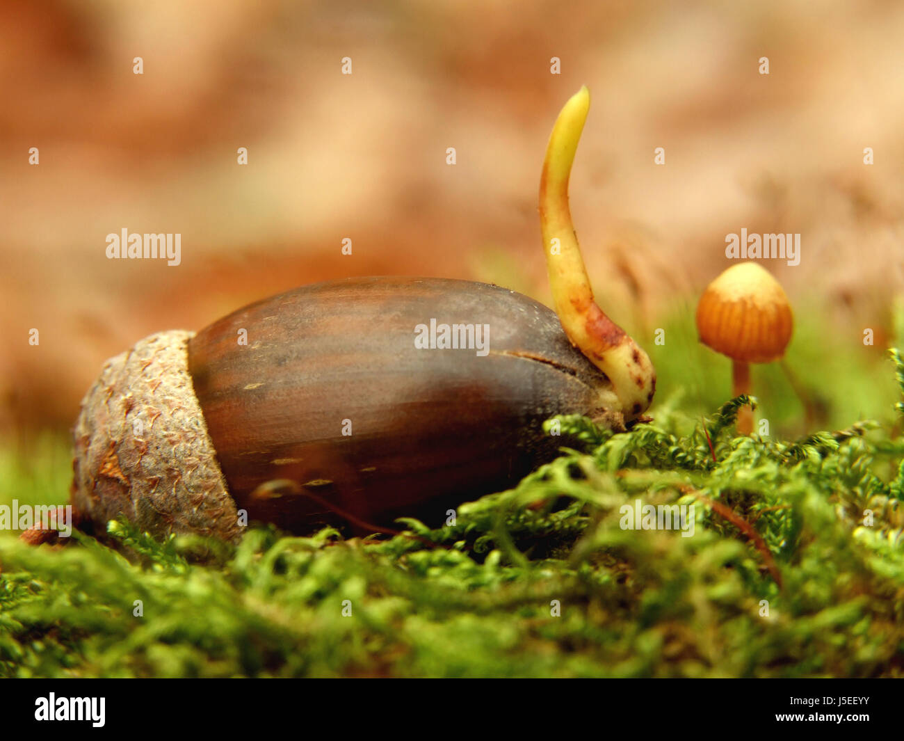 Germinating Acorn Stock Photos & Germinating Acorn Stock Images - Alamy