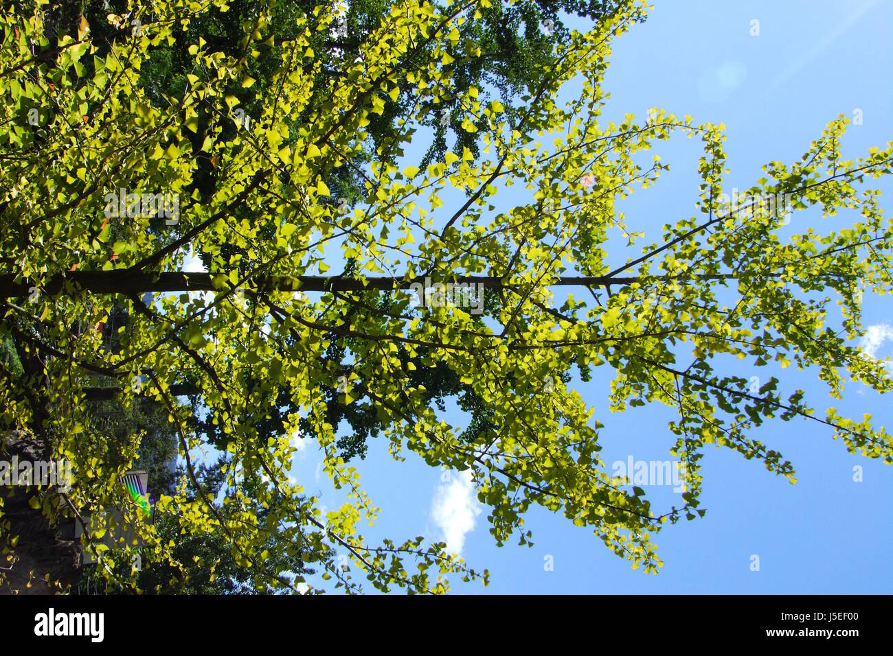 Gingkobaum hi-res stock photography and images - Alamy