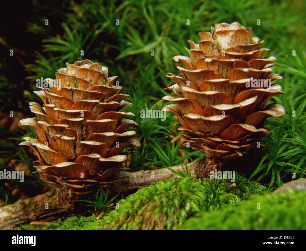 woods moss conifer forest tap larch conifer wood larches lrchenwald ...