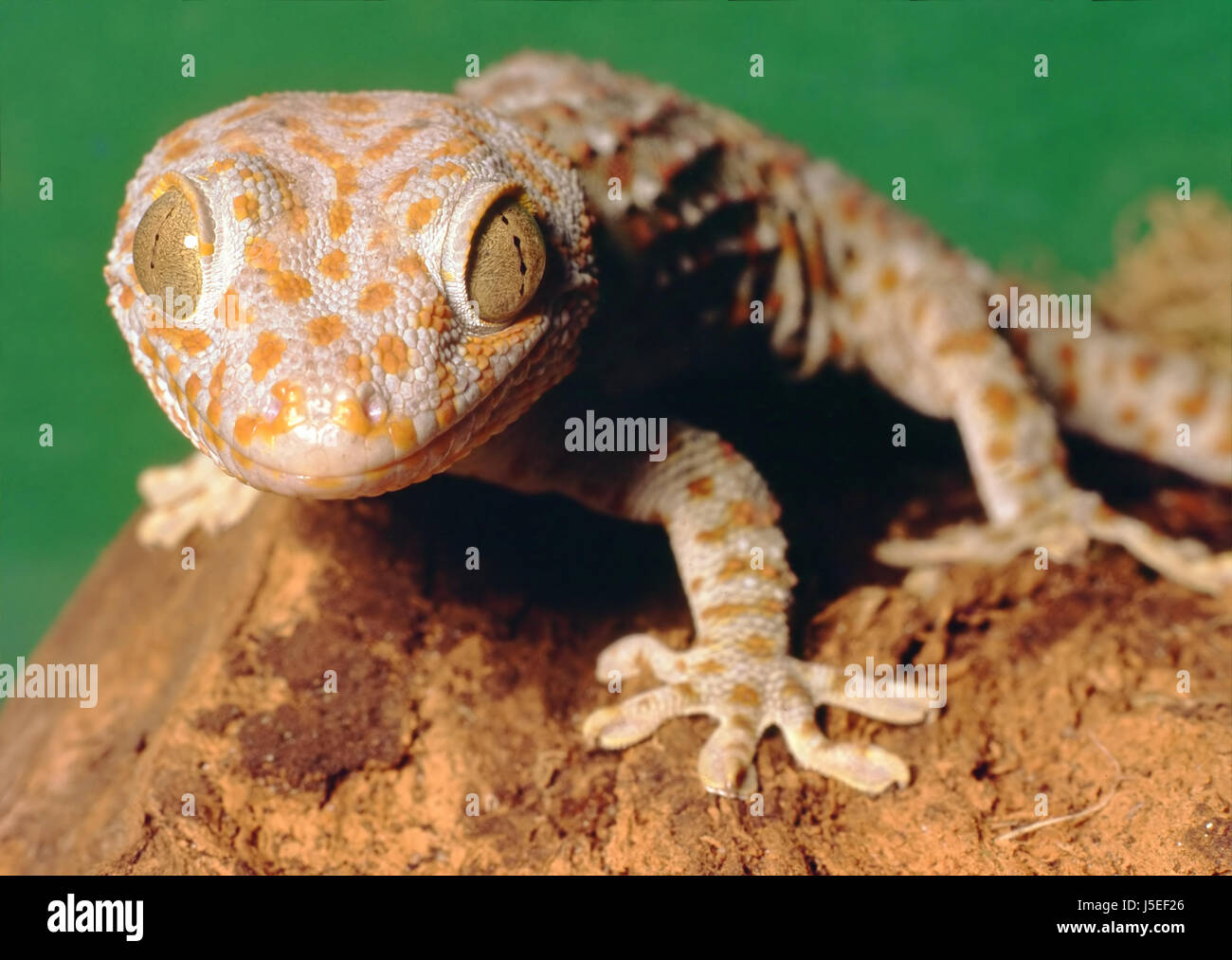 Tokeh gecko hi-res stock photography and images - Alamy