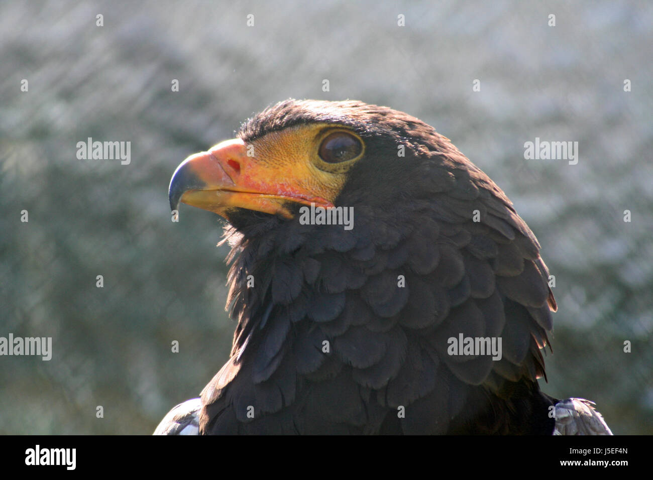 bird animals birds raptor eagle zoological gardens wildlife park nature ...