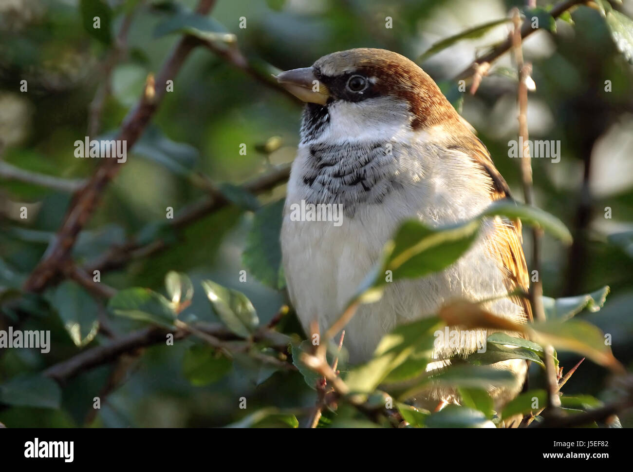 tree bird green leaves birds branches sparrow bush hedge to gorge ...