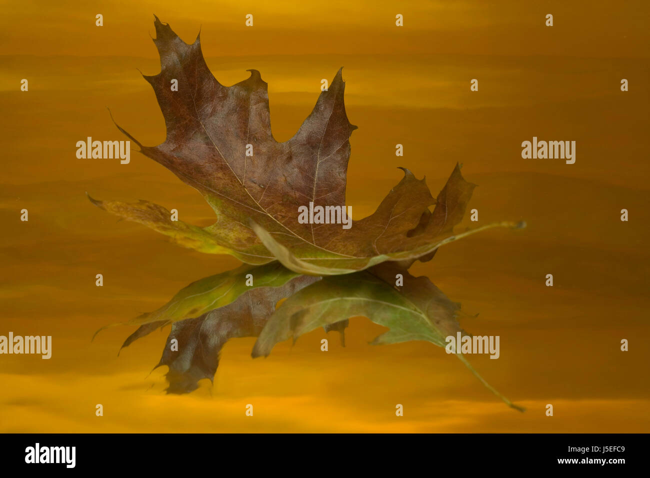 oak leaf with reflection Stock Photo - Alamy