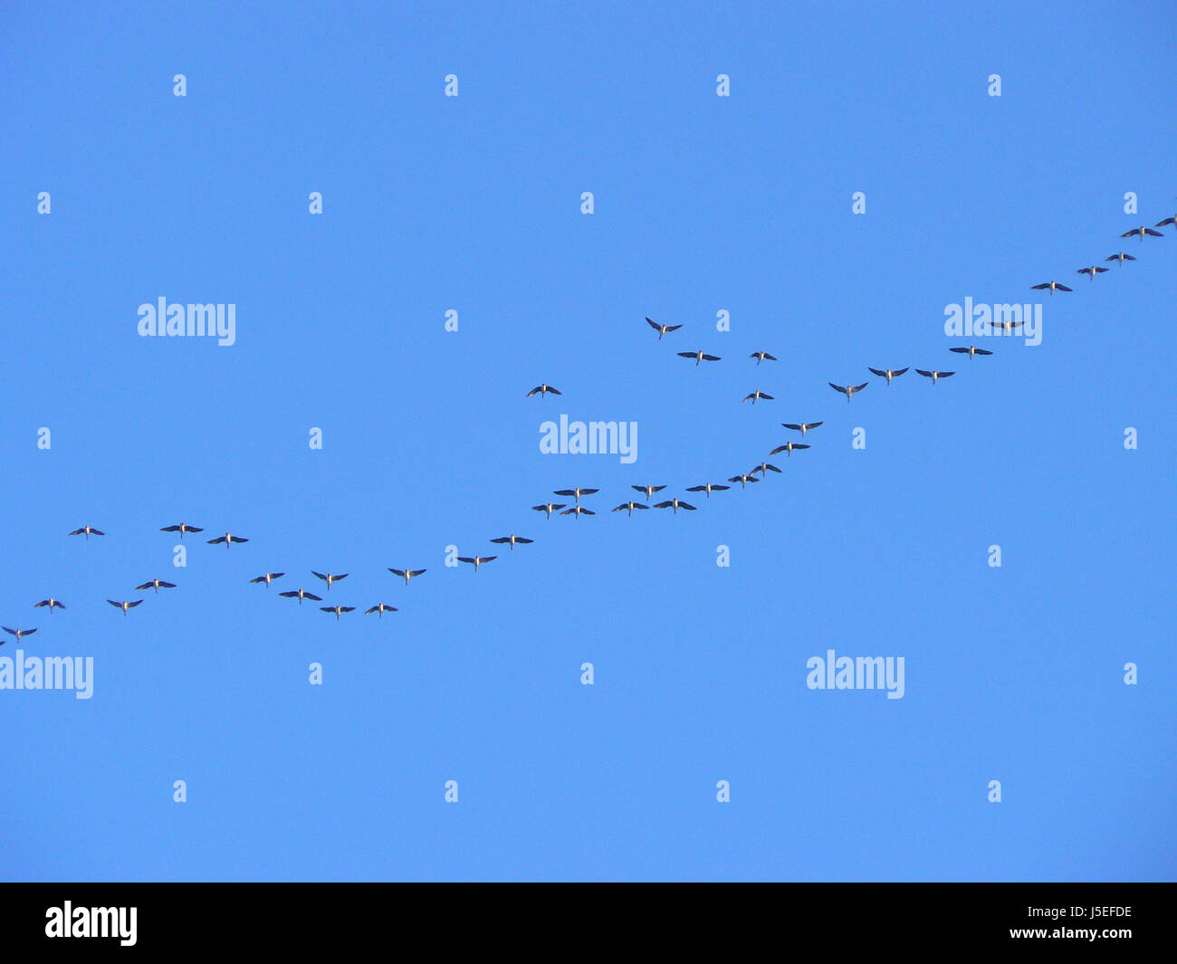 migratory birds 2 Stock Photo - Alamy