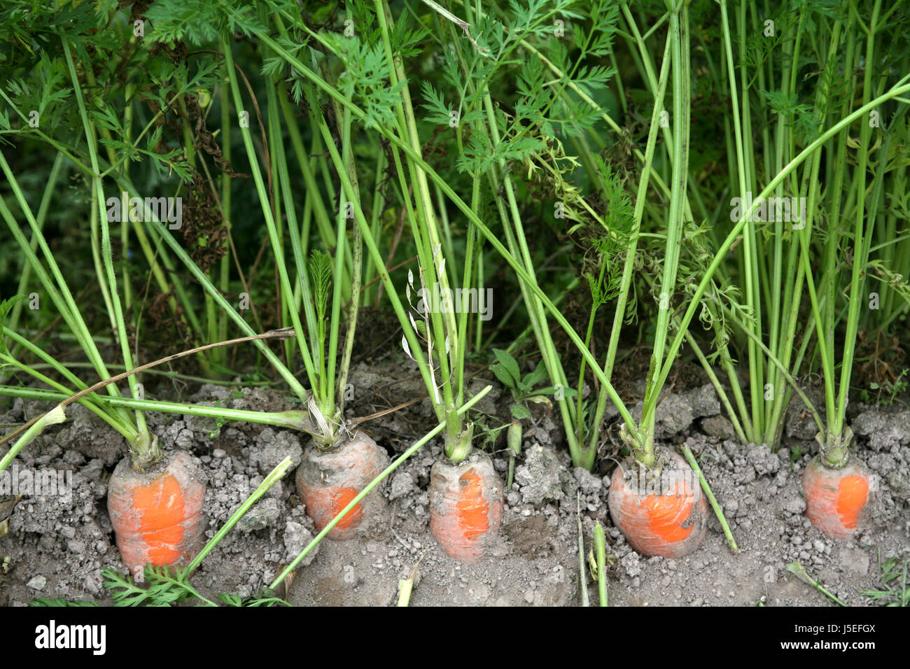 green agriculture farming blossoms biological root acre vegetable ...