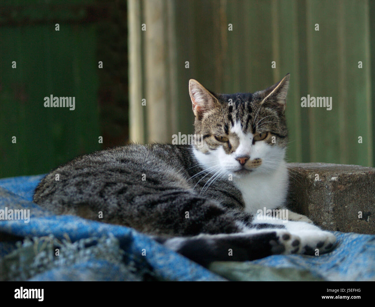 pet blank european caucasian skin pussy sweet paw cute pussycat cat ...