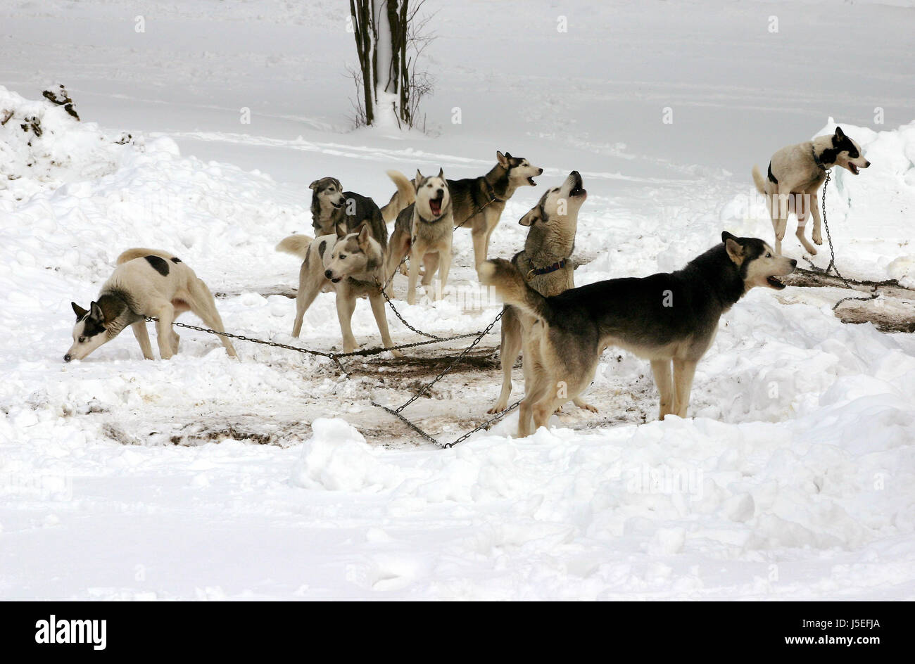 winter cold spring bouncing bounces hop skipping frisks jumping jump ...