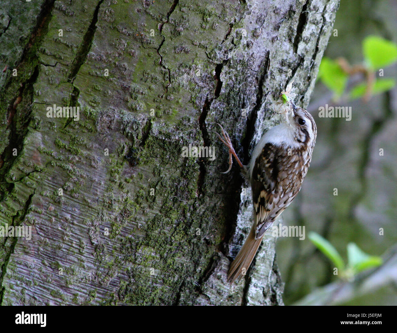 tree runner wildlife Stock Photo - Alamy