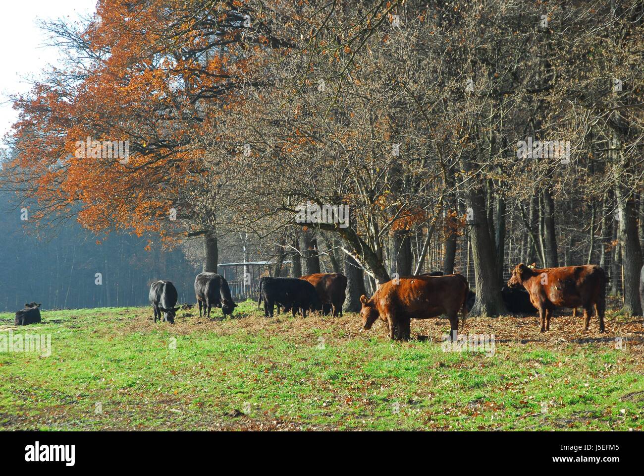 mammal agriculture farming cow bovine forest beef nutrition meat fall ...