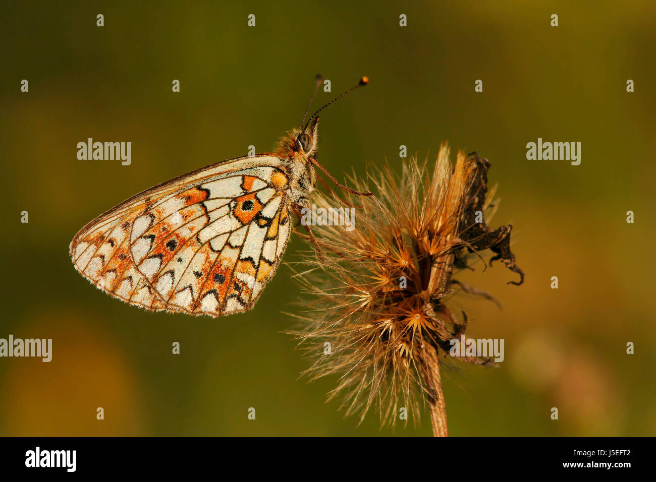 flies animal insects butterfly animals summer summerly wing moth ...