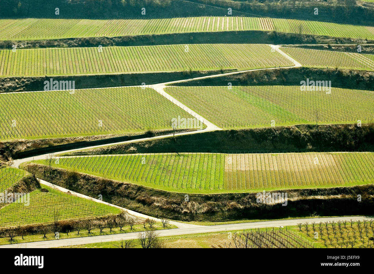 cultivation of wine spring bend terraces common grape vines serpentines ...