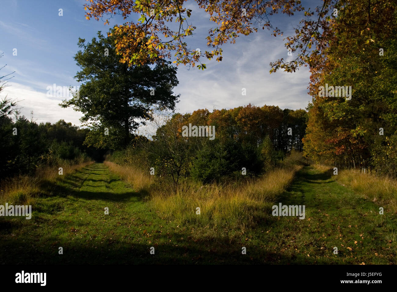 blue tree trees green coloured colourful gorgeous multifarious richly ...