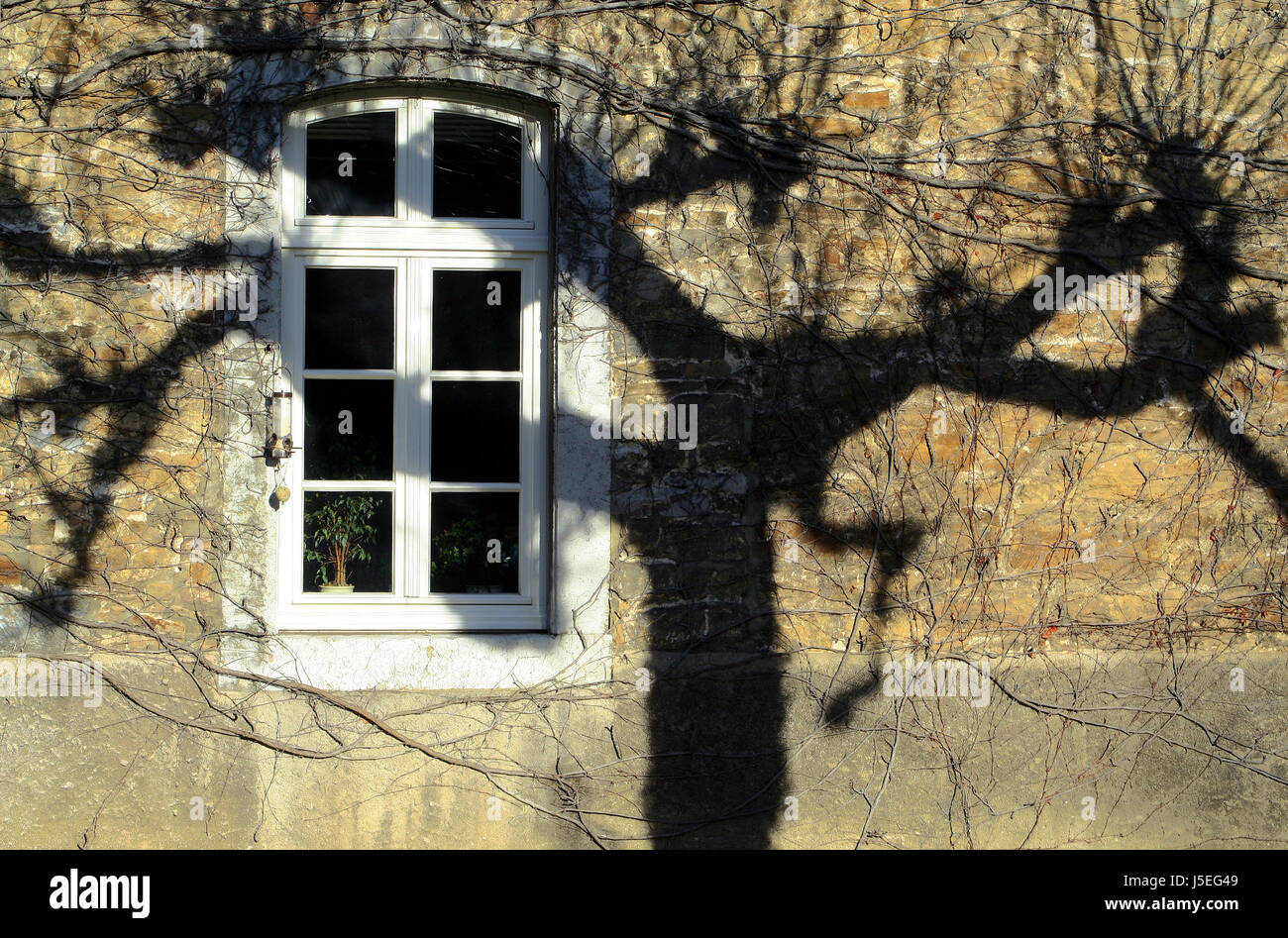 tree trees window porthole dormer window pane wall facade sycamore ...