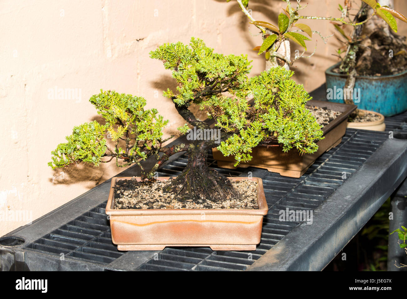 Decorated bonsai tree hi-res stock photography and images - Alamy