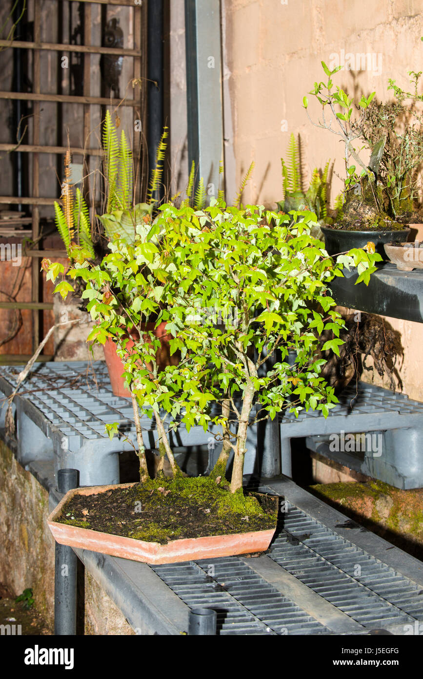 Deciduous bonsai trees tree hi-res stock photography and images - Alamy