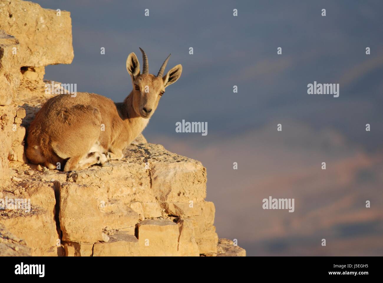animal animals portrait animal portrait dryness wildlife dry dried up ...