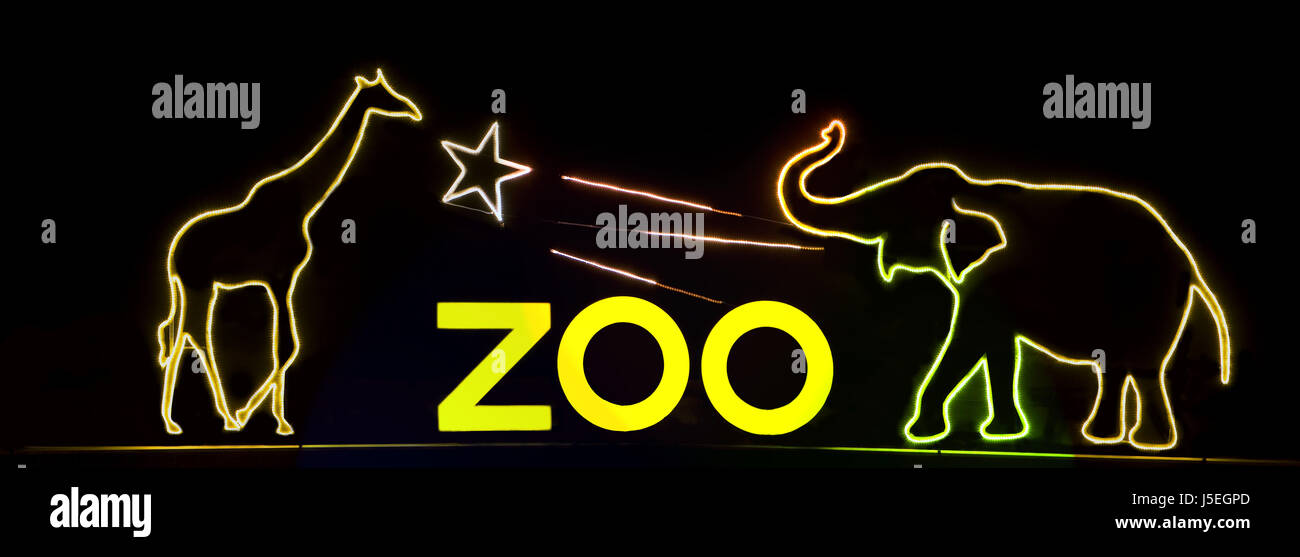 shine shines bright lucent light serene luminous animal night nighttime ...