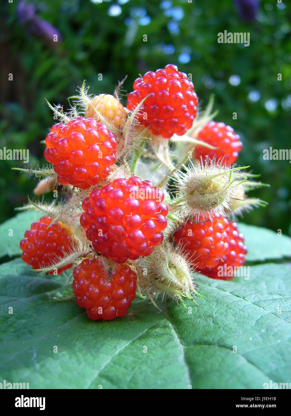 garden fruit shrub brandy japan gardens berry plantation liqueur vine ...