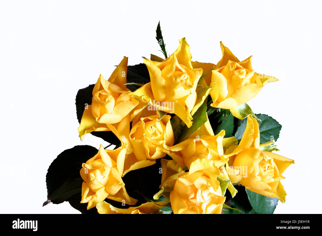 rose circle in yellow on white Stock Photo - Alamy