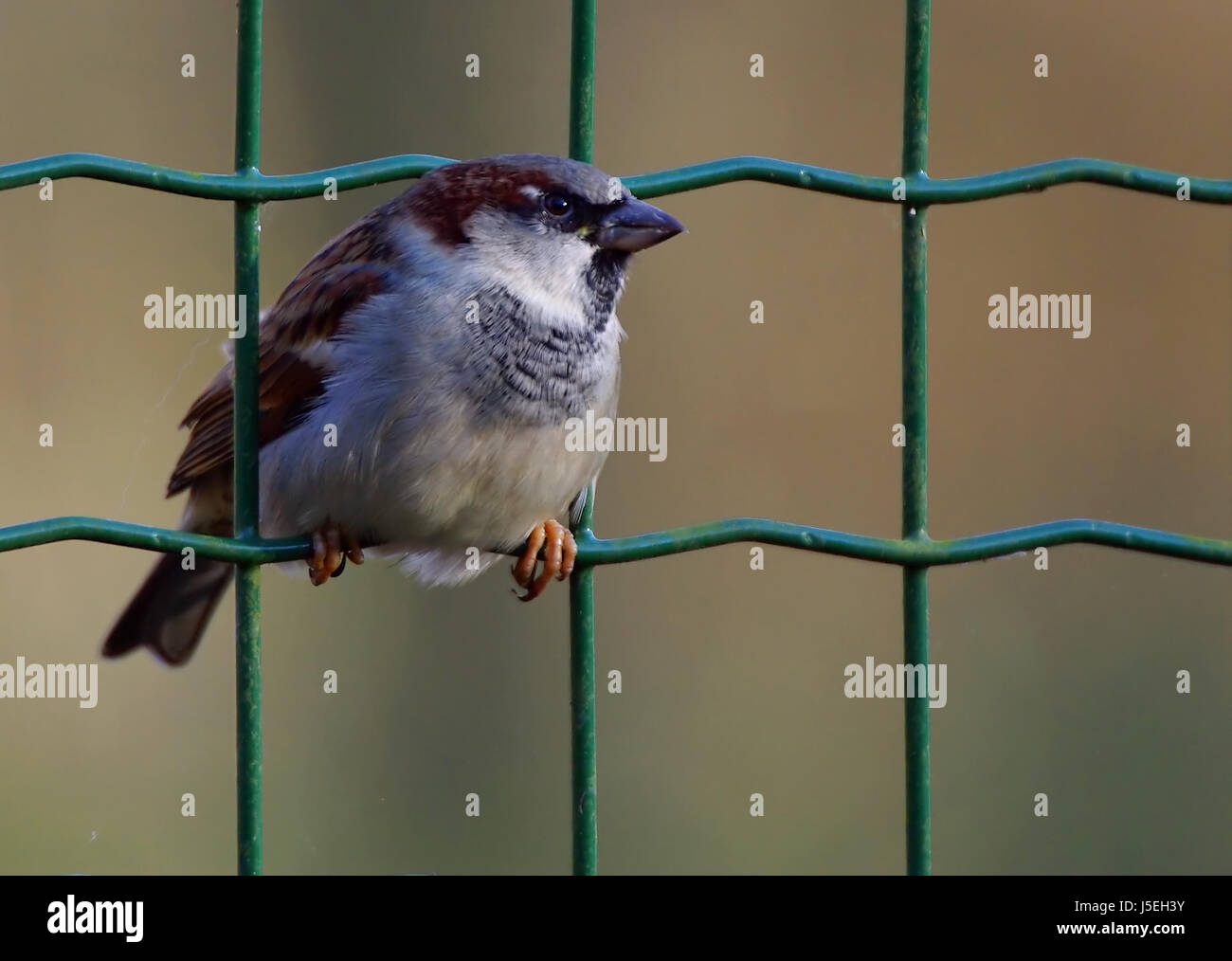 bird green birds fence sparrow hedge wire male wire netting singing ...