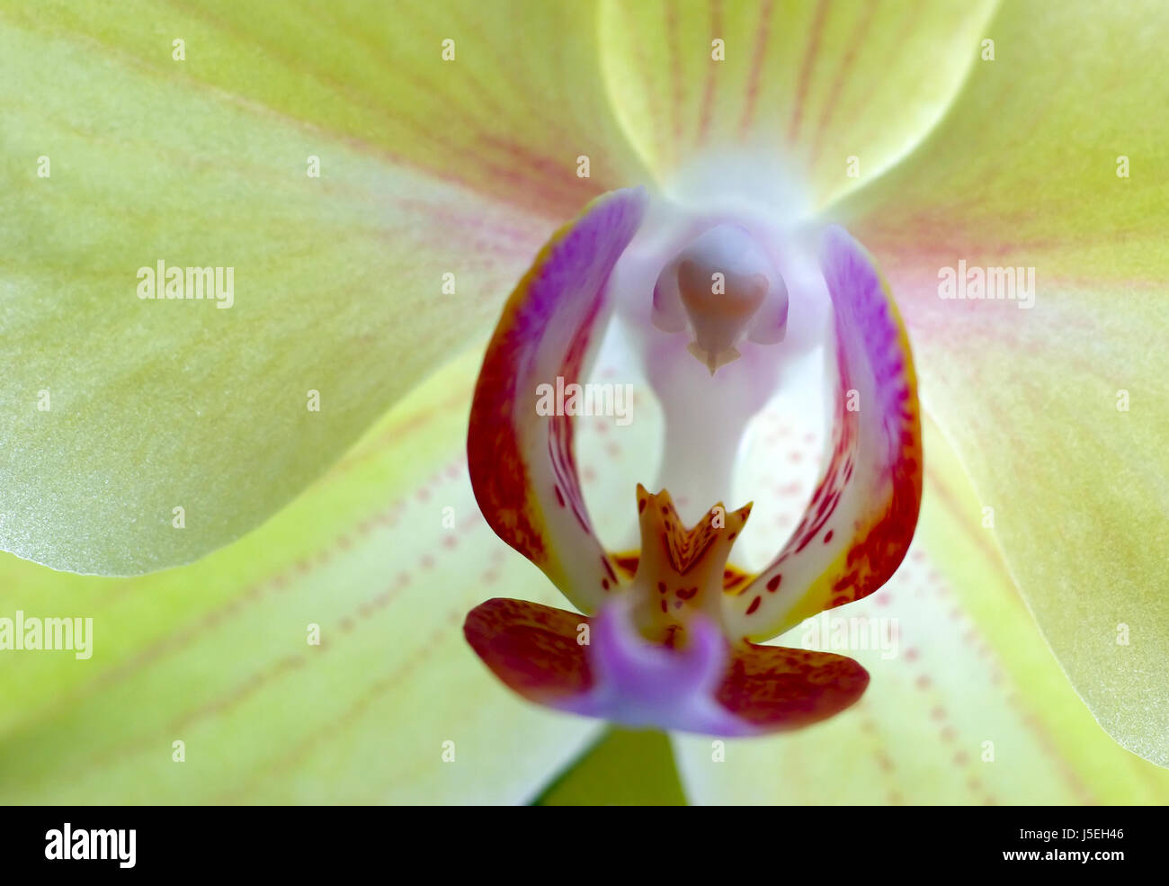 against the light Stock Photo - Alamy