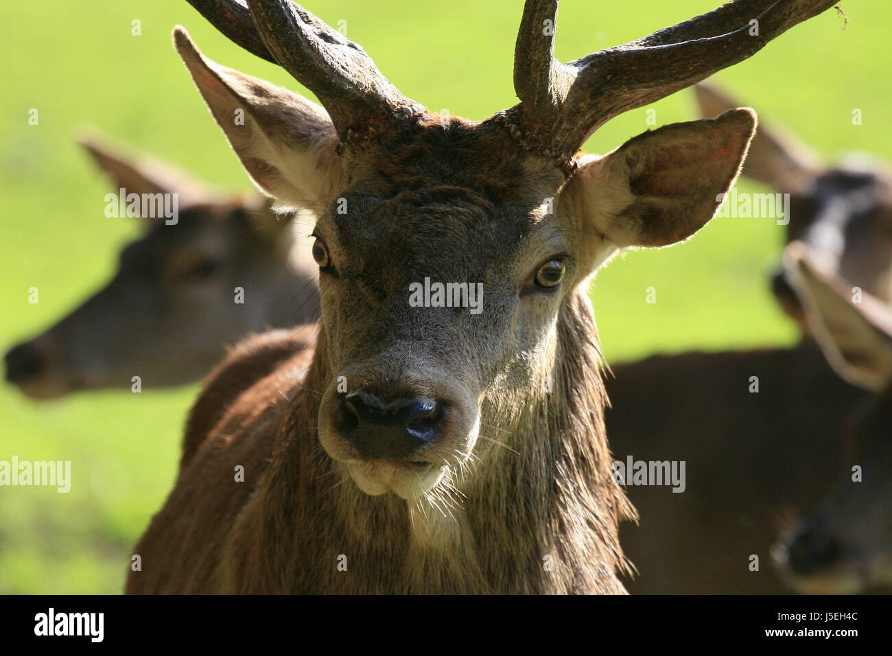green brown brownish brunette wild animals portrait look glancing see ...