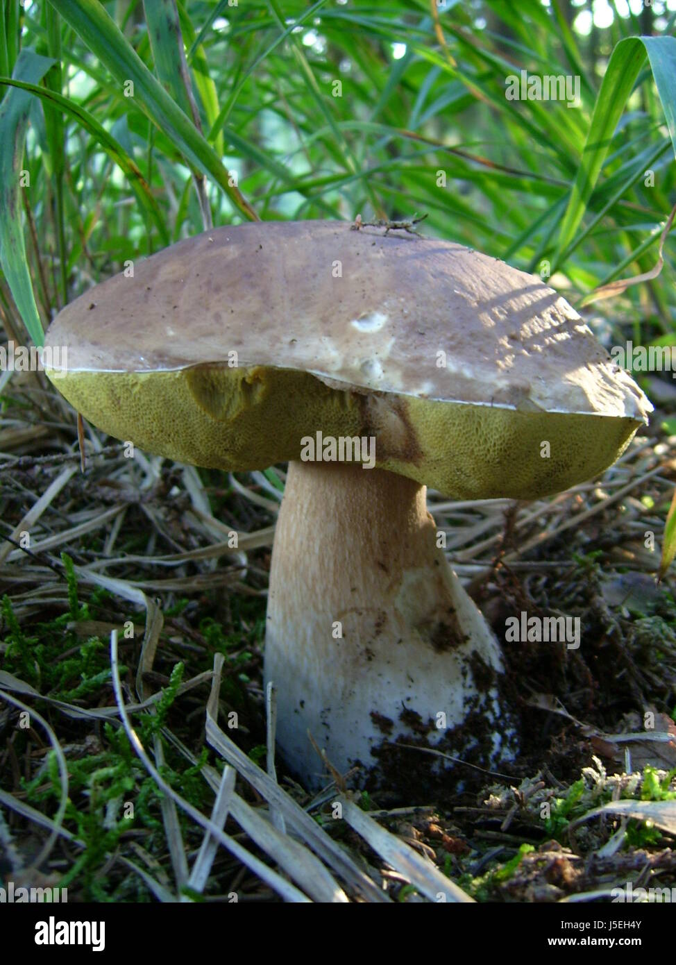 restaurant garden stone field kitchen cuisine moss mushroom fungus ...