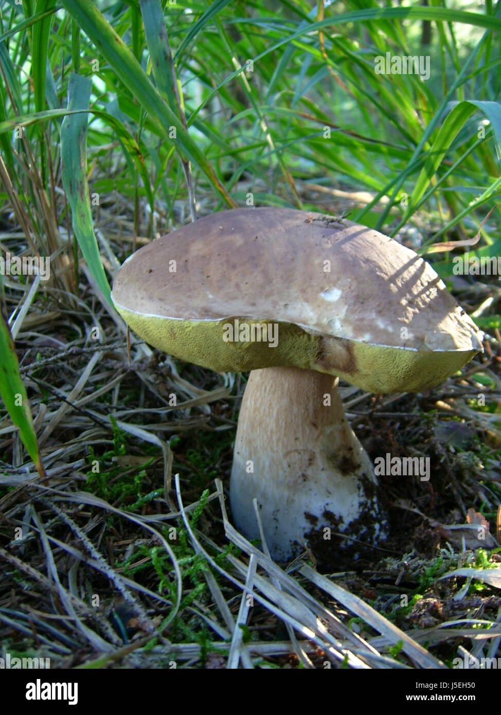 restaurant garden stone field kitchen cuisine moss mushroom fungus ...