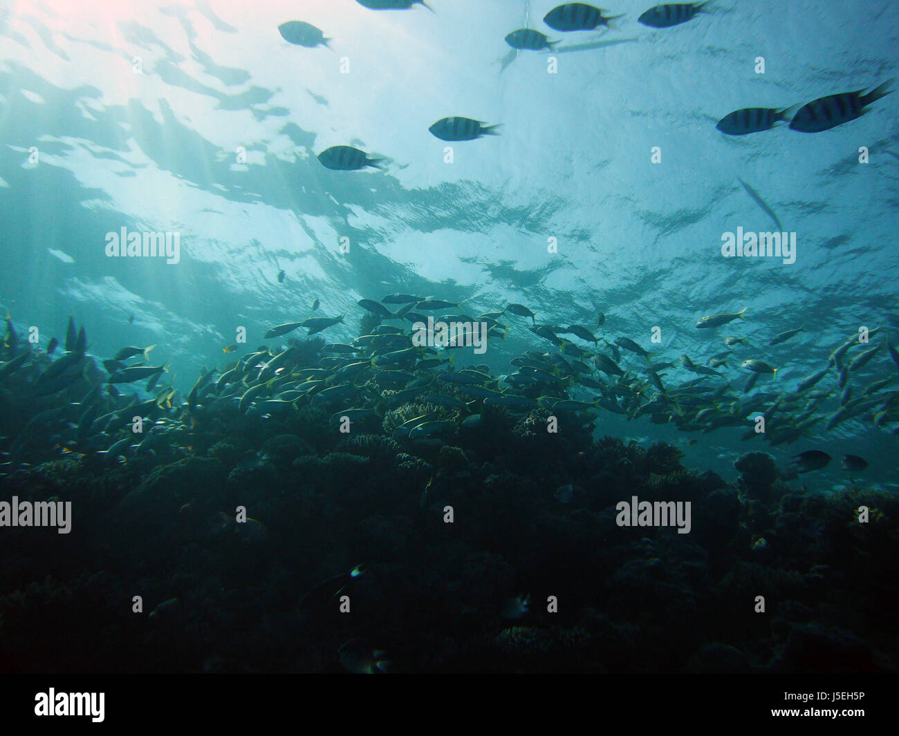 fish underwater radiate surface dive reef rays shine shines bright ...