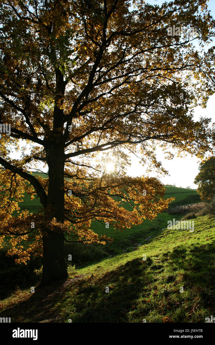 tree coloured colourful gorgeous multifarious richly coloured deciduous ...