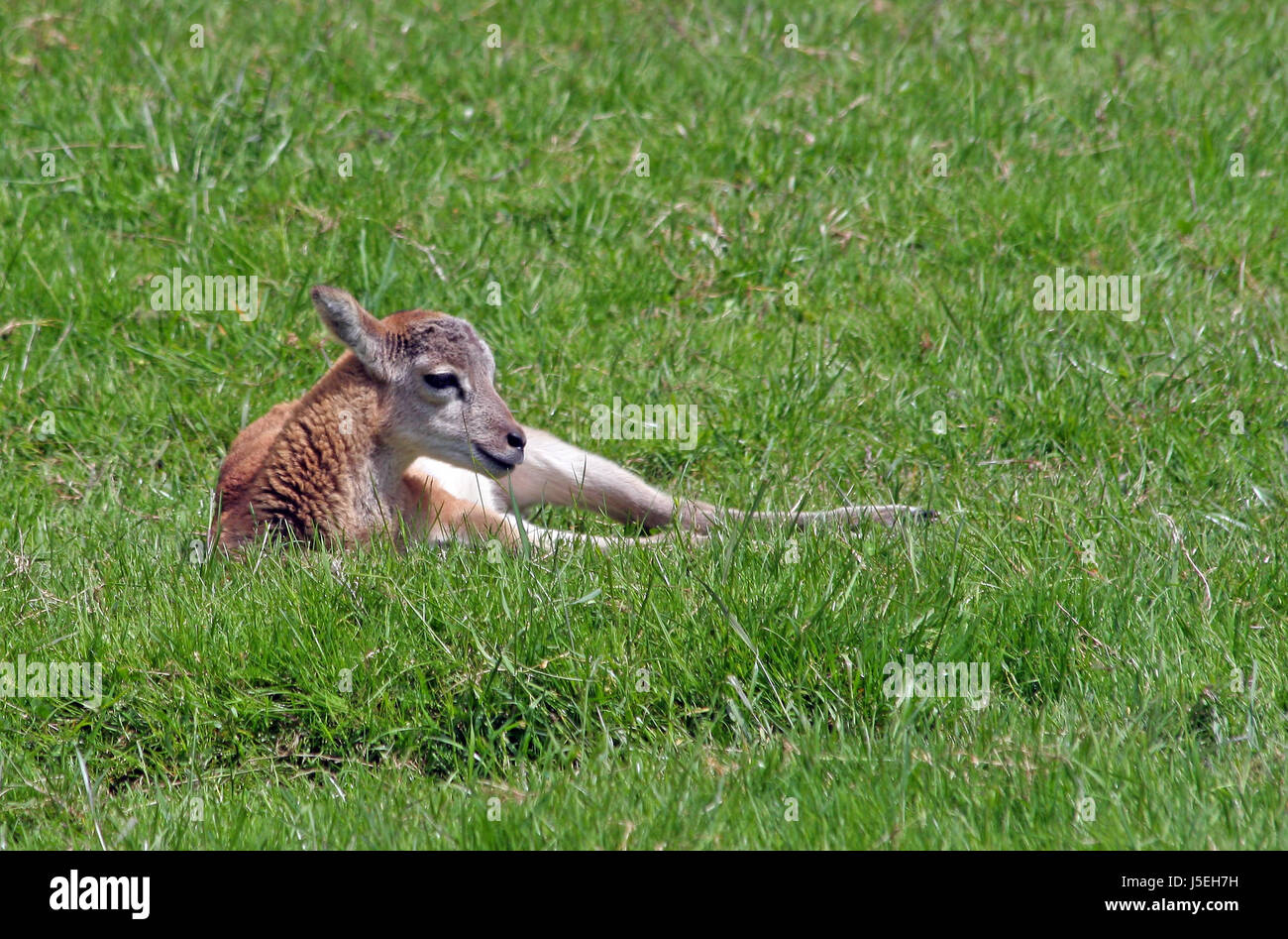 animal animals lie lying lies ram young animal meadow grass lawn green ...
