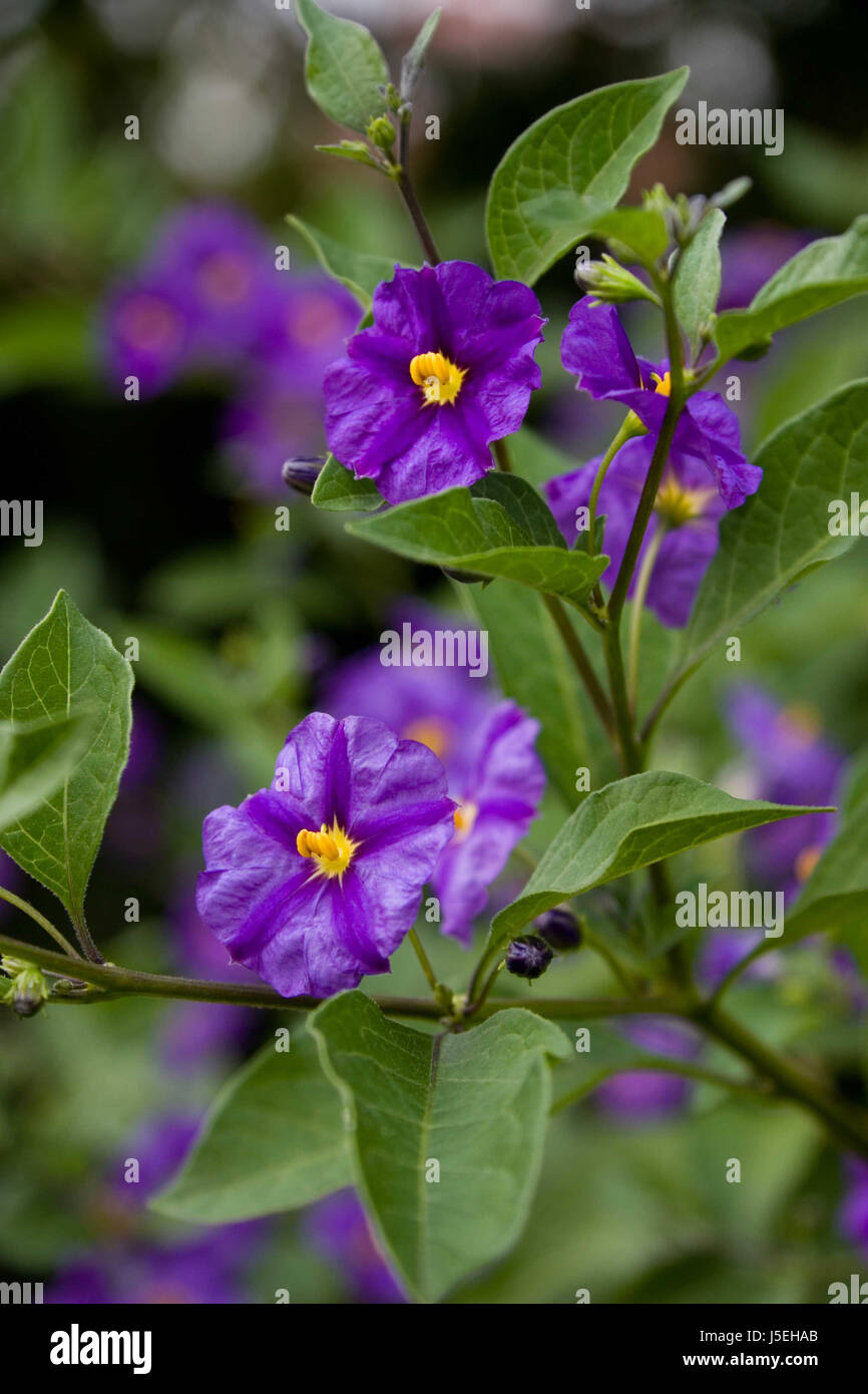 potato tree - solanum rantonnetii Stock Photo - Alamy