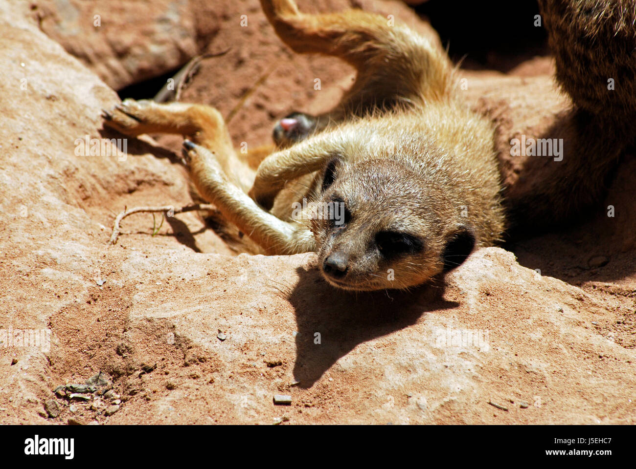 animal mammal africa watchful look glancing see view looking peeking ...