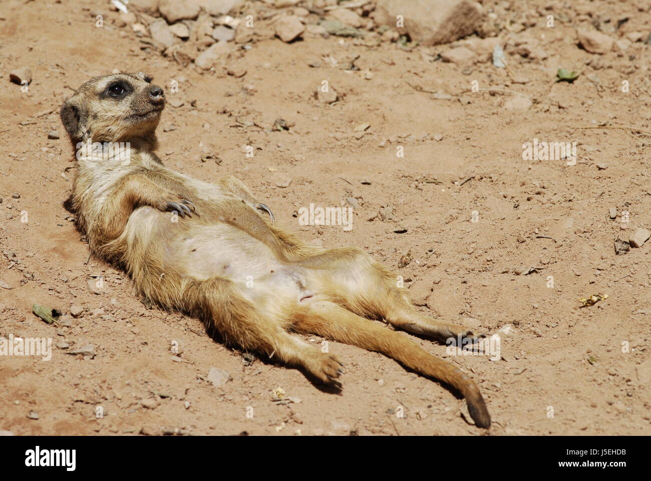 animal mammal africa watchful look glancing see view looking peeking ...
