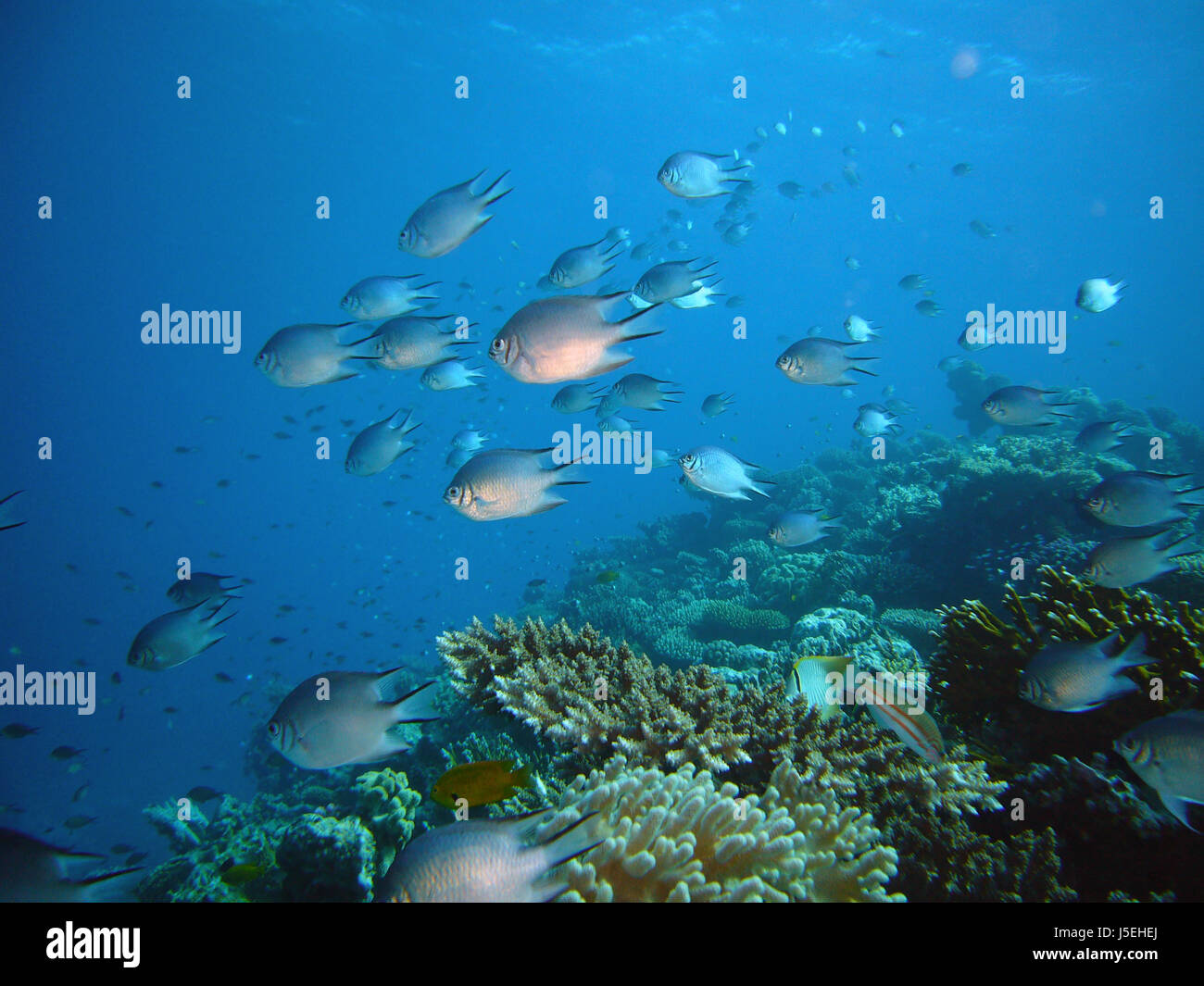 fish underwater egypt dive harsh reef swarm school group salt water sea ...