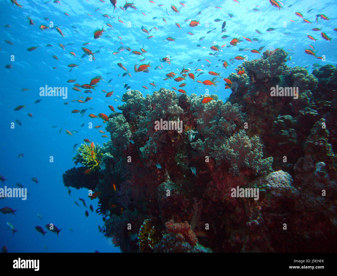 Blue tilefish hi-res stock photography and images - Alamy