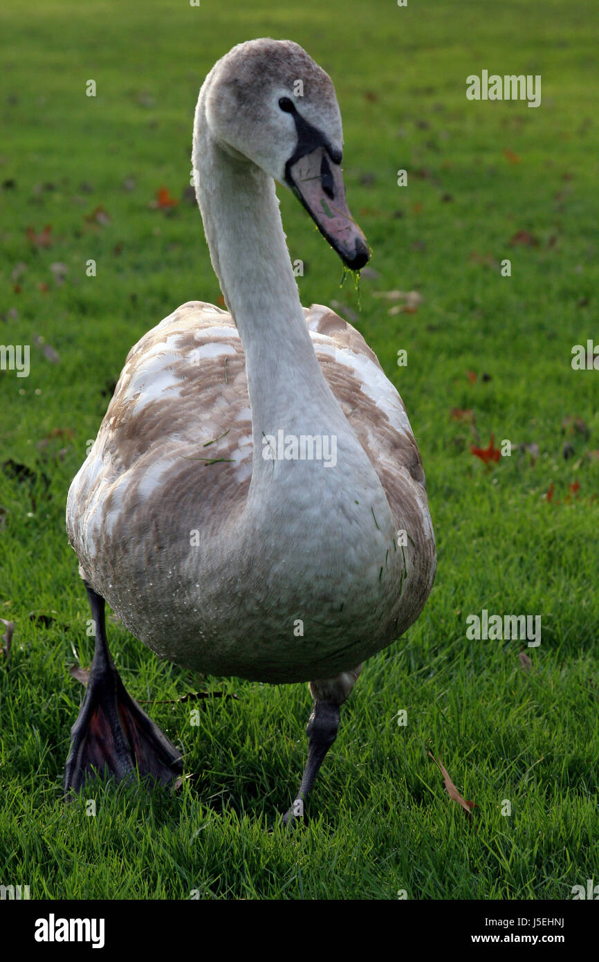 animal bird field swan birds beak waterfowls to gorge engulf devour ...